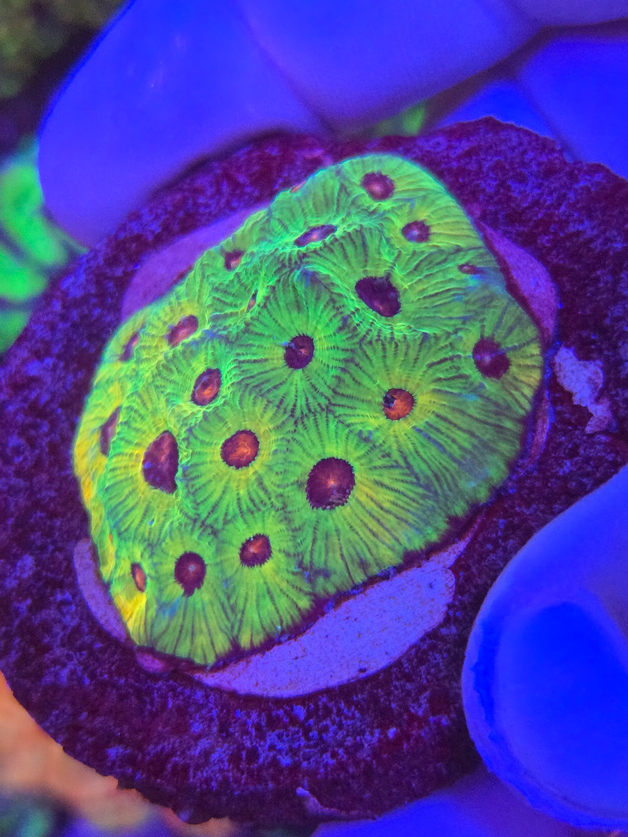Green phase fascination favia web 9 – Aquariums Wholesale