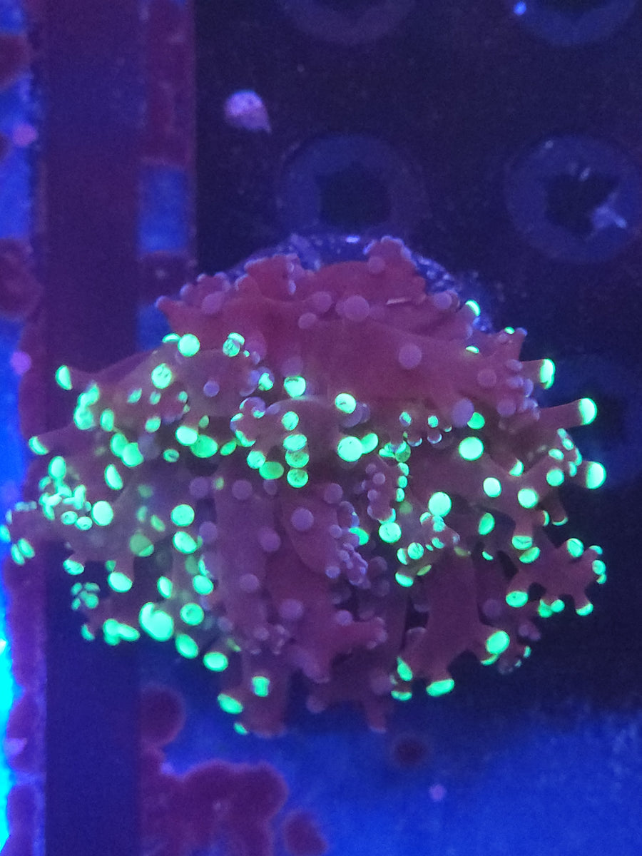 WE3 - splatter frogspawn – Aquariums Wholesale